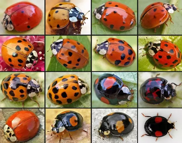 Ladybug zoo thiab ua mob