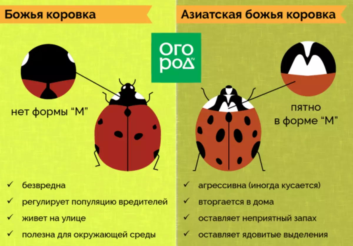 Azijos Europos ladybugs.