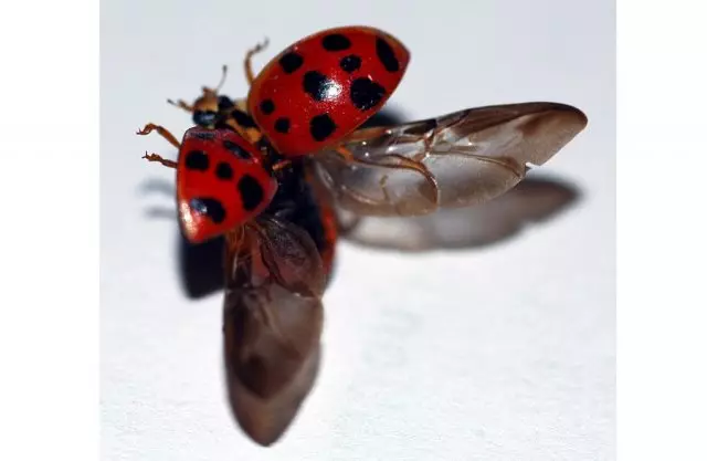 Ladybug cov txiaj ntsig thiab kev tsim txom ntawm kab