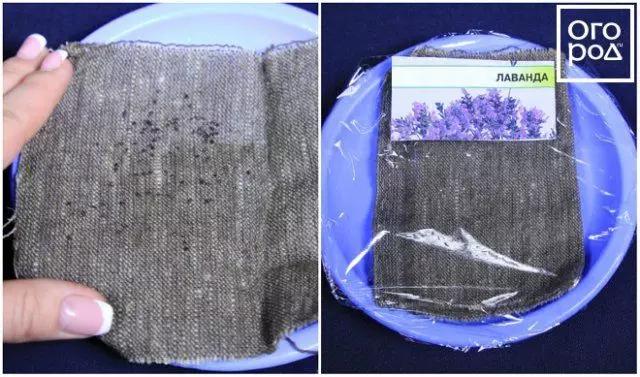 Stratifikasi benih lavender