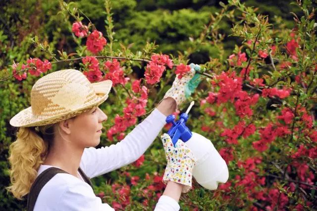 Gardener Girl Processes Bircle