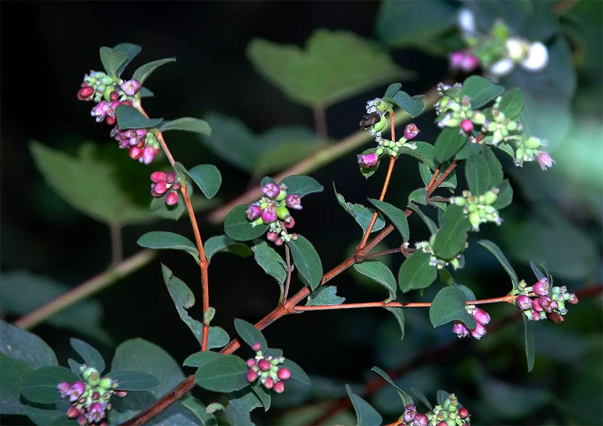 Blooming Snježna godina