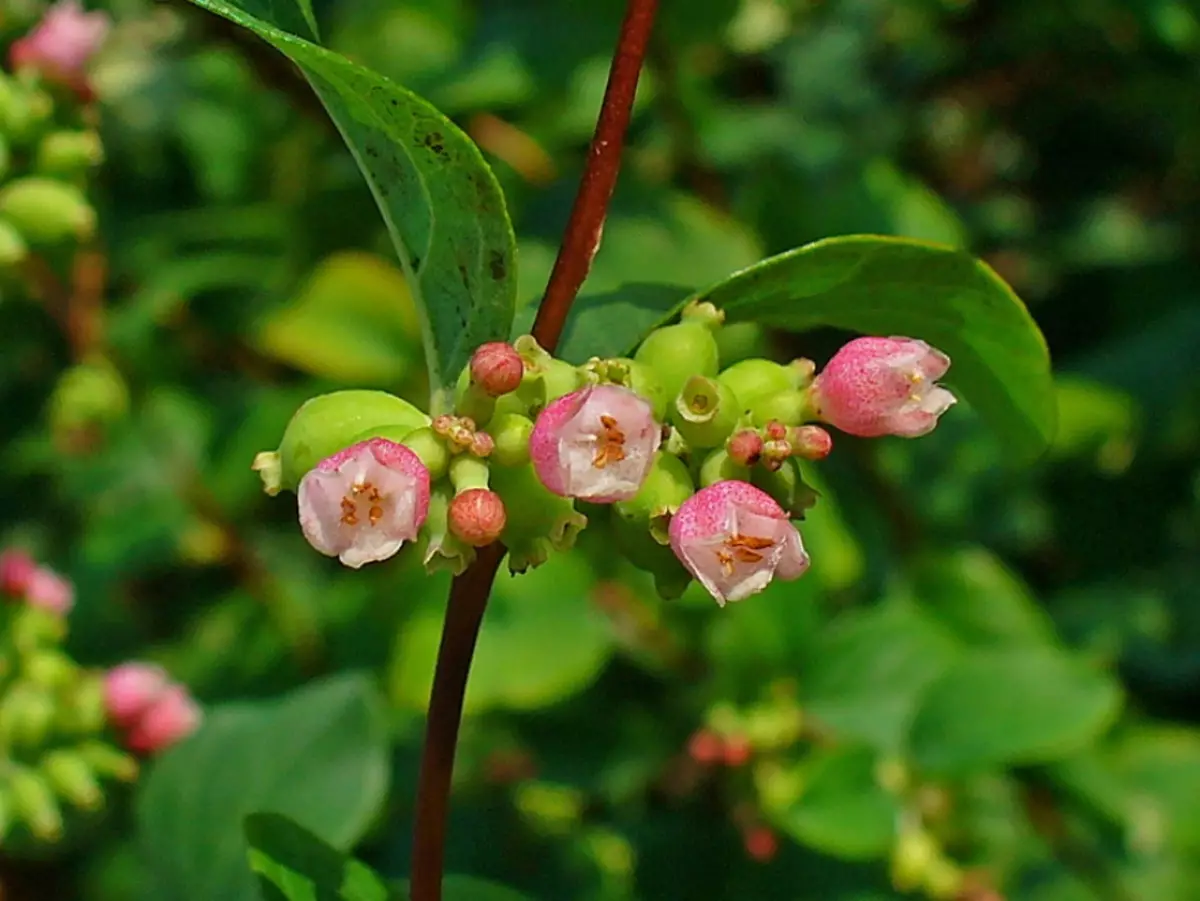 Sniefpit blommen