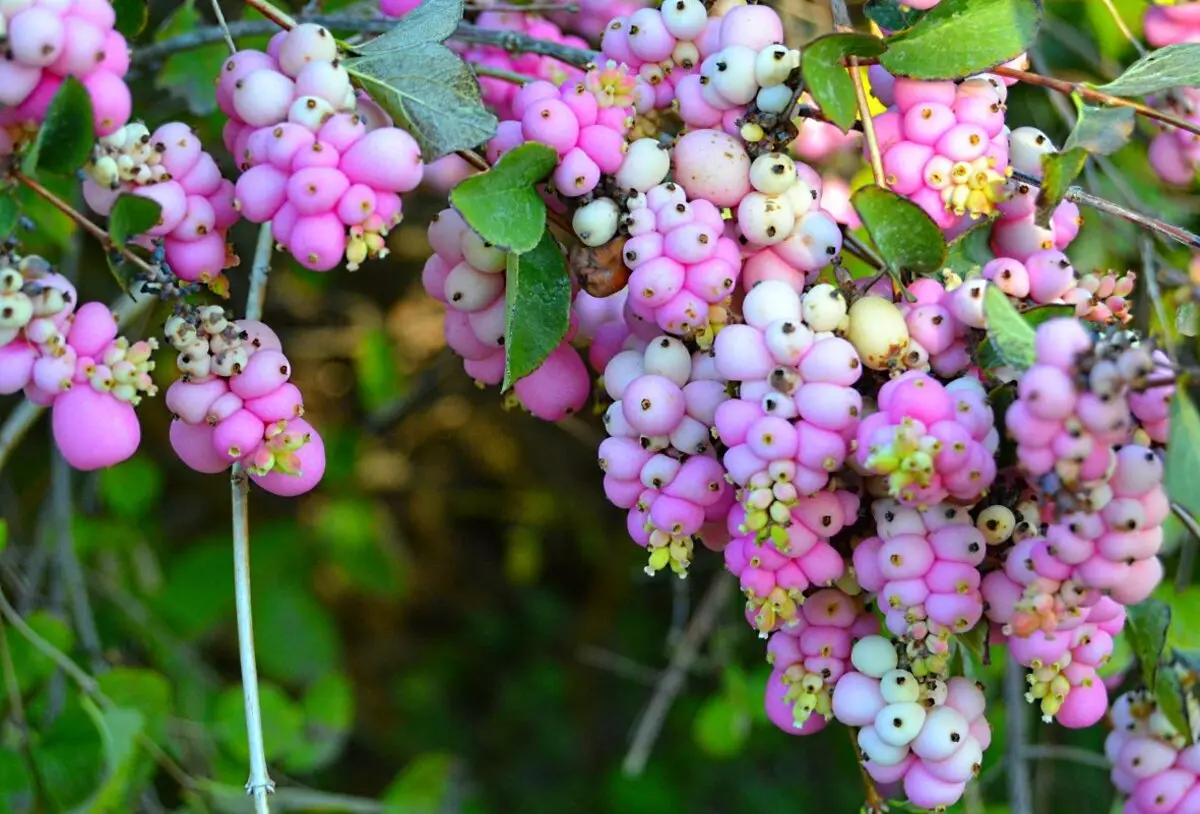 Berries o le kiona-lodnik