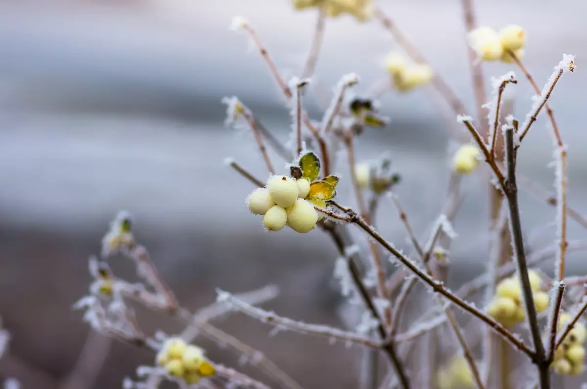 Sneeuwjier yn 'e winter