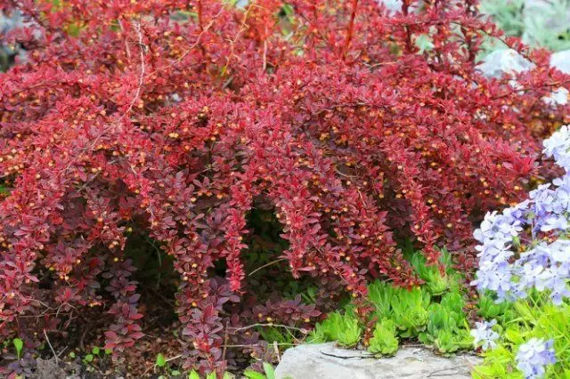 Barbaris Tunberg Blommande Bush