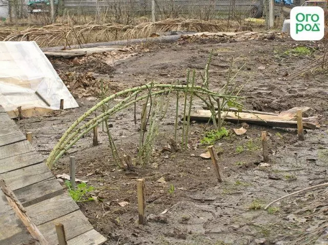 Pruning the plenty rose in front of winter