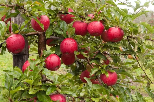 Dwarf apple tree