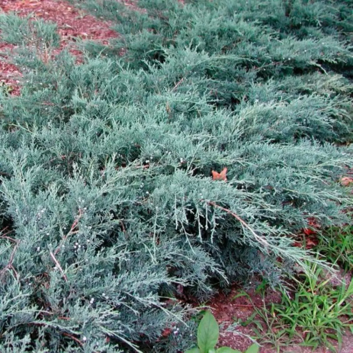 جغد جغرافیایی Juniper Gray.