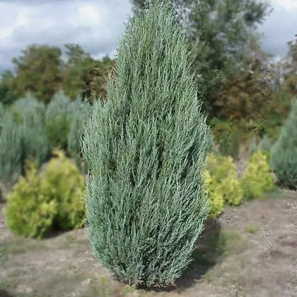 Juniper Gluca.