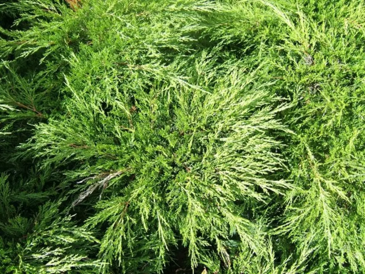 Juniperus Sabina ။