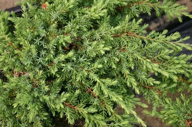 Juniperus communis horstmann.