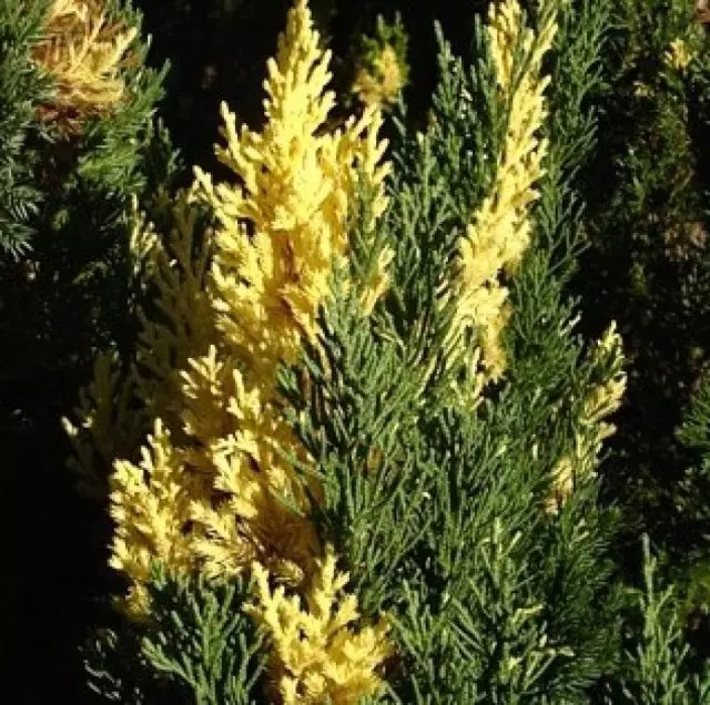 Juniper variegata.