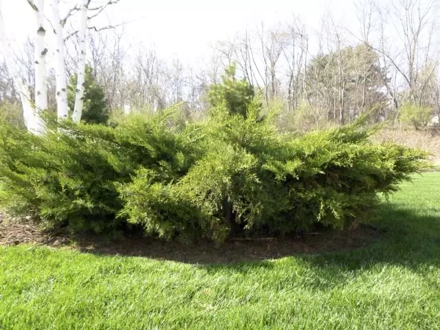 Juniperus Chinensis.