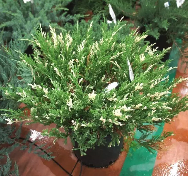 Juniper Variegata2.