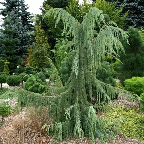 Den Juniper herstmann.