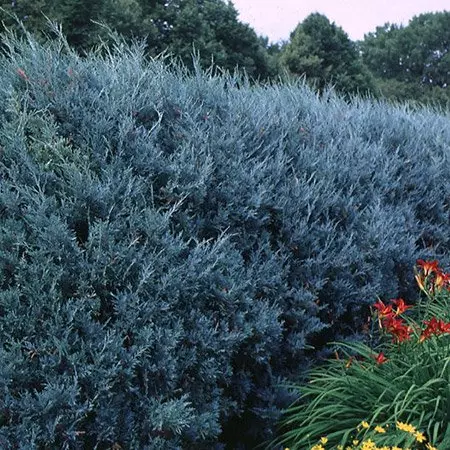 Juniper Blue Heaven.