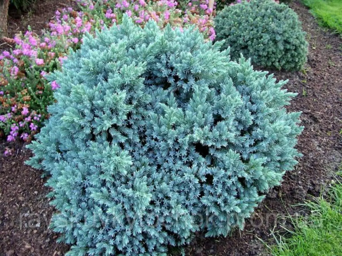 Squamata Juniperus.