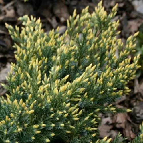 Juniper ametsetako poza