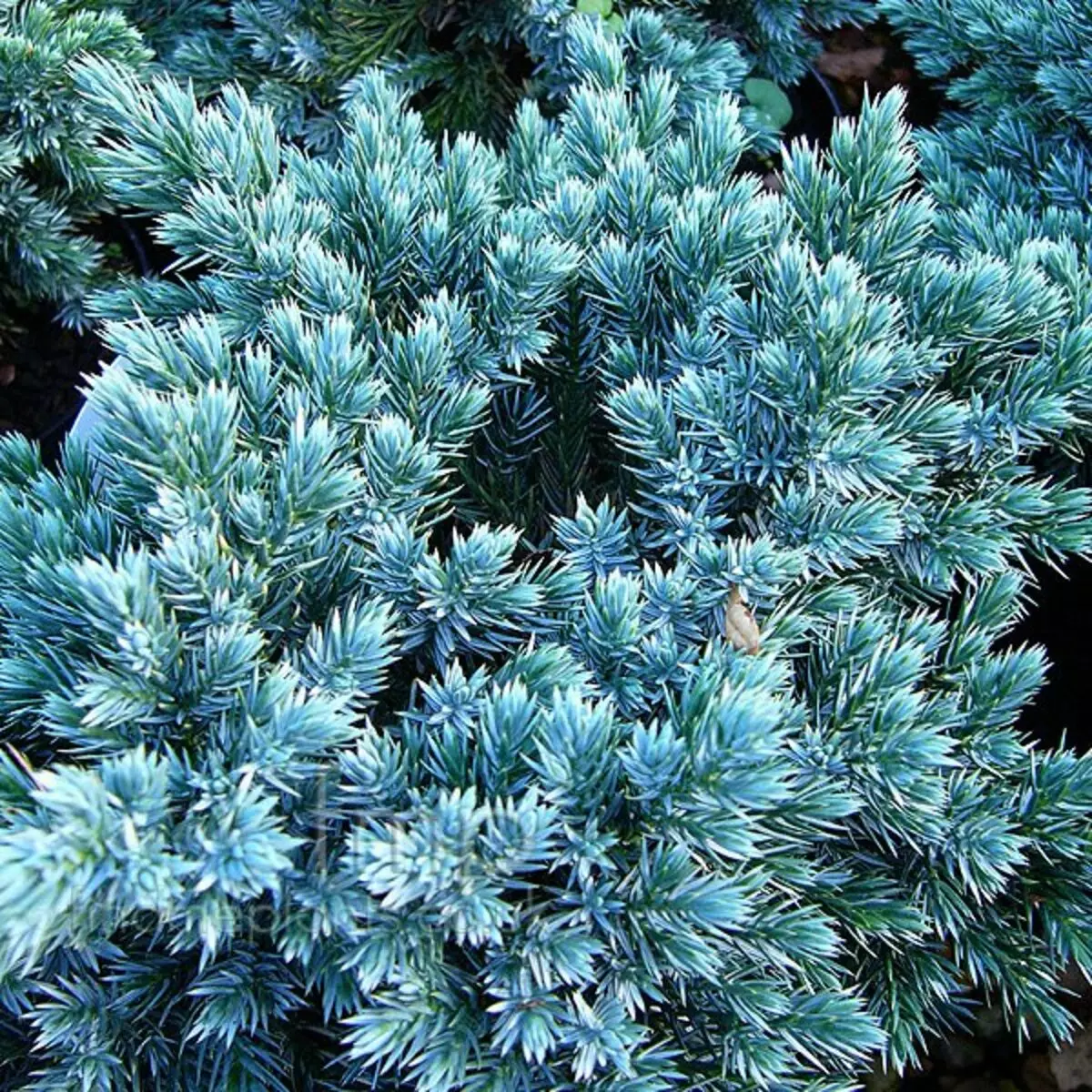 Juniper izar urdina