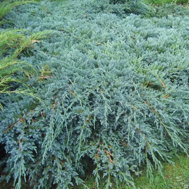 Juniper alfonbra urdina.