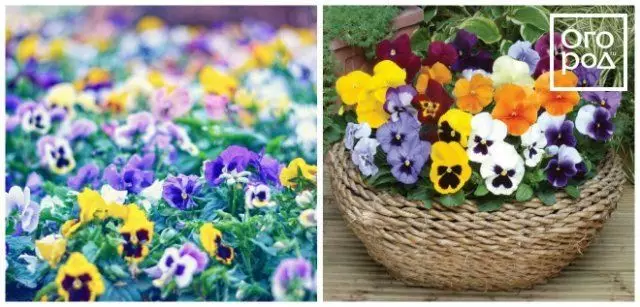 Pansies