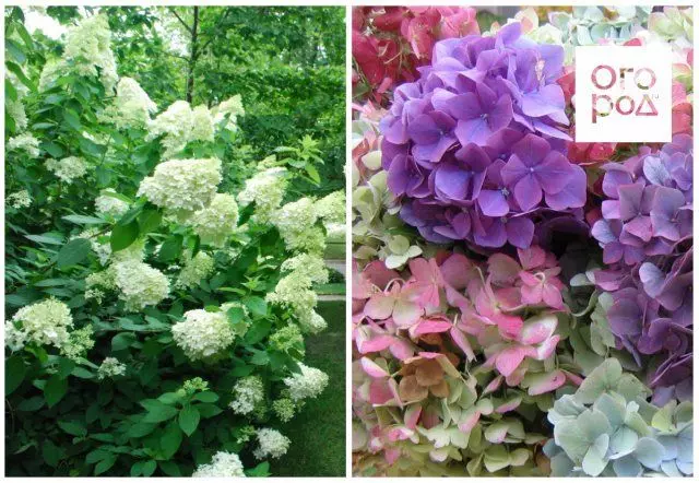 Hydrangea