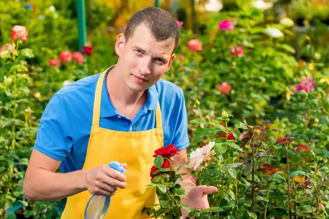 Trandafiri de spray de grădinări
