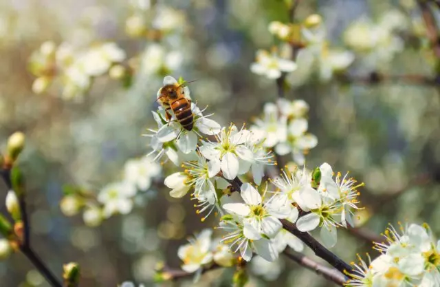 Bee pollinates ყვავილები ხე