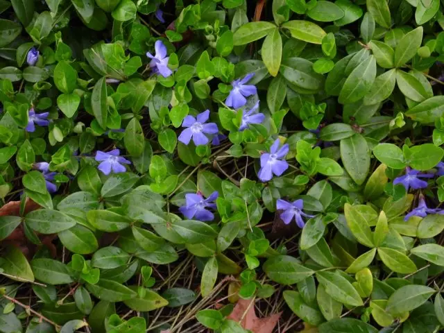 Perdiwinkle