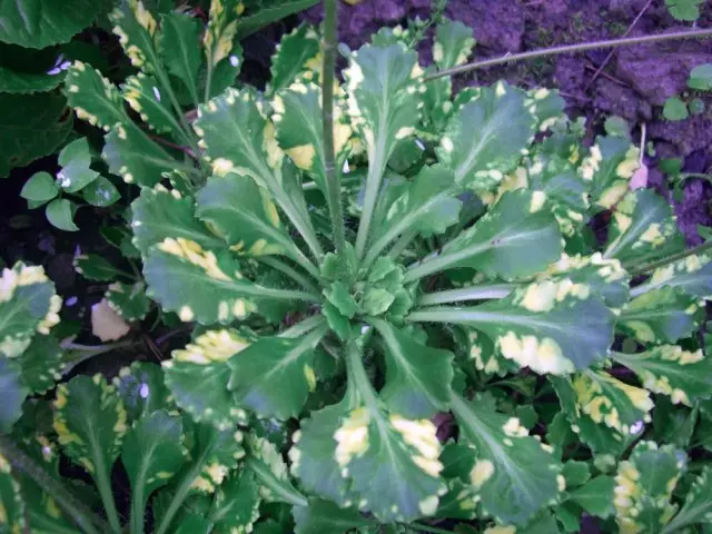 Shadow Variegata Camery Leaf Outlet