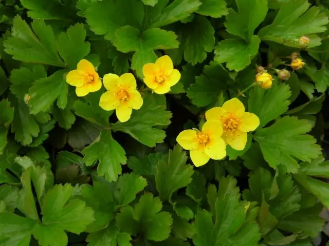 Trochye fleurissant de fleurs