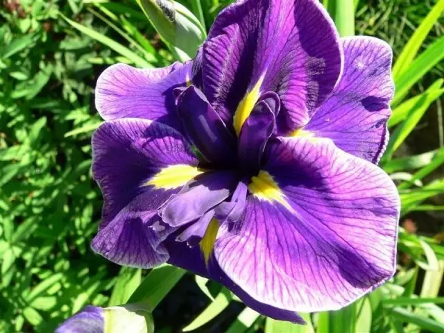 Vi violet iris