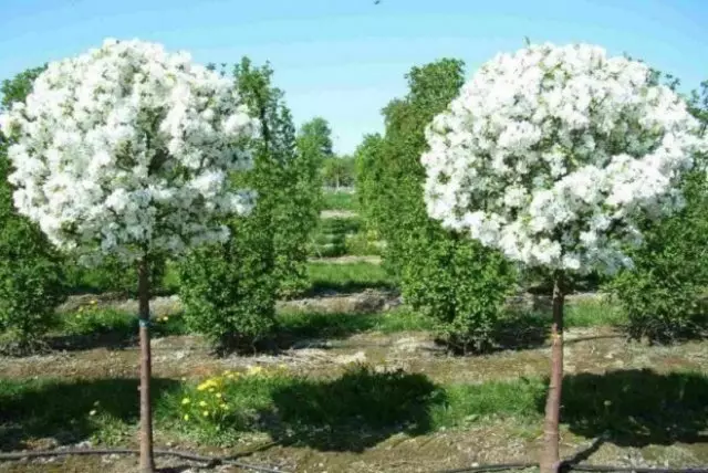 日本の庭園：どの植物を選択して非官能的な置き換え方法 3504_5