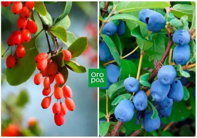 Barberry and Honeysuckle