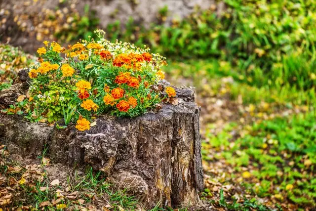 Oranž Marigold Flowerbedis Stump, Summer City Park.