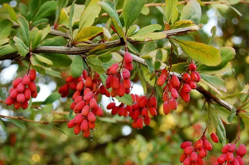 barberry