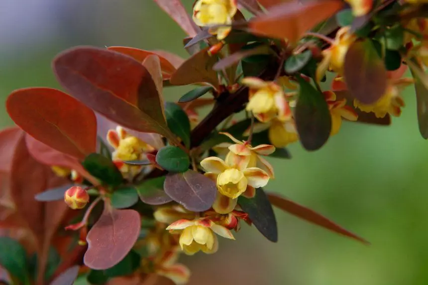 Blossom barbaris