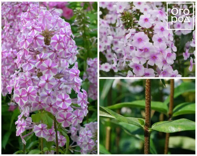 Phlox vaaia (phlox maculata)