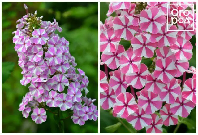 Phlox vaaia Natasha (Natasha)