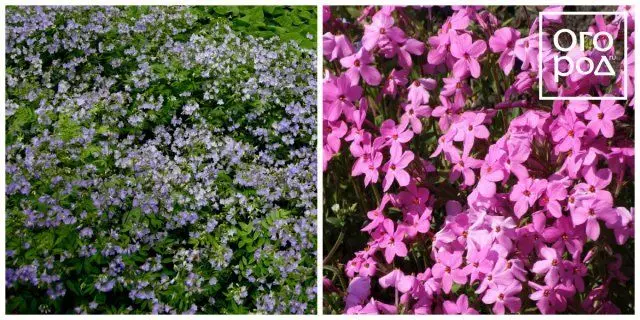 Phlox stololoric (phlox stololocraer)