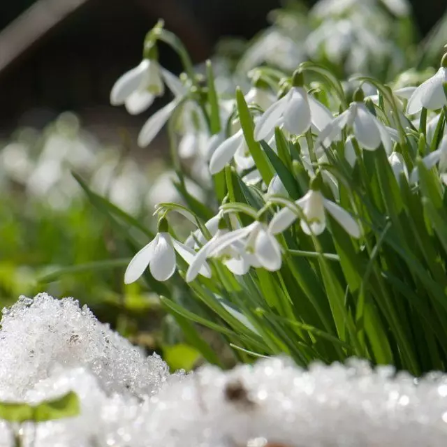 snowdrop, 또는 galantus.