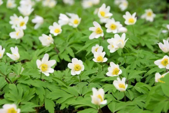 Anemone, nó anemone