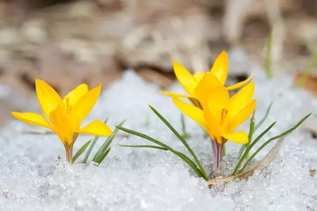 Crocuses.