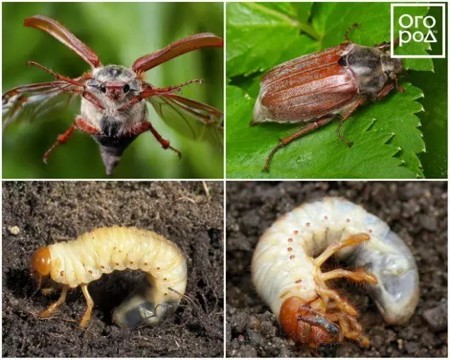 Đây là cách Beetle có thể và ấu trùng của anh ấy trông như thế nào