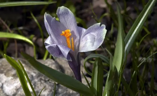 Crocus blomme in die tuin, primrose