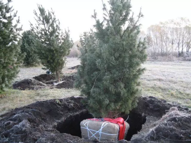 Slijetanje velikih stabala