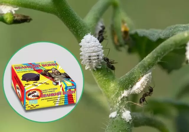 एक ग्रीनहाउस में चींटियाँ - कैसे शामिल हों और अब नहीं होने दें 352_11