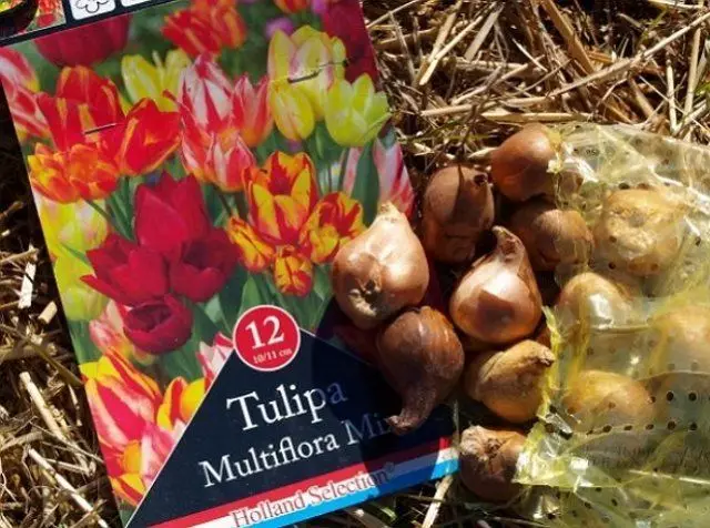 Siksè nan kiltivasyon nan tulip multiflora se lajman depann sou materyèl la plante