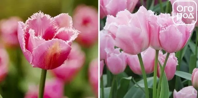 फ्राइड परिवार tulips (frindijid परिवार)